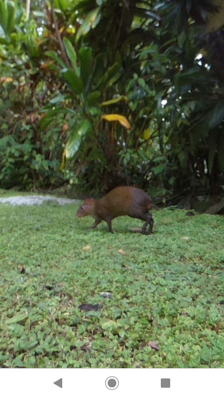 Panatrap – Open Source 360 Camera Traps – Digital Naturalism Laboratories