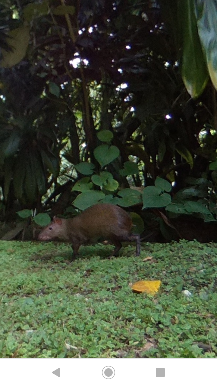 Panatrap – Open Source 360 Camera Traps – Digital Naturalism Laboratories