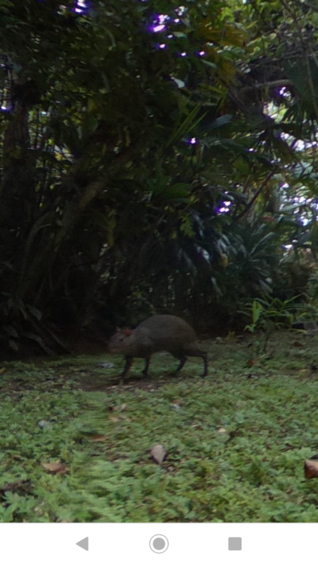 Panatrap – Open Source 360 Camera Traps – Digital Naturalism Laboratories