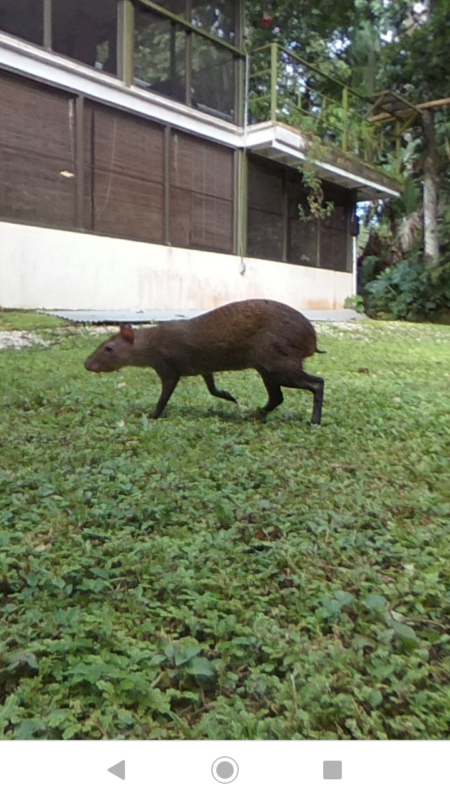 Panatrap – Open Source 360 Camera Traps – Digital Naturalism Laboratories