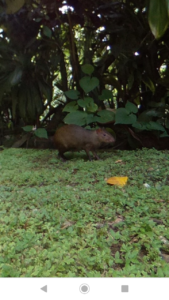 Panatrap – Open Source 360 Camera Traps – Digital Naturalism Laboratories