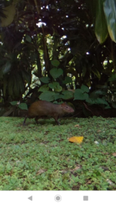 Panatrap – Open Source 360 Camera Traps – Digital Naturalism Laboratories