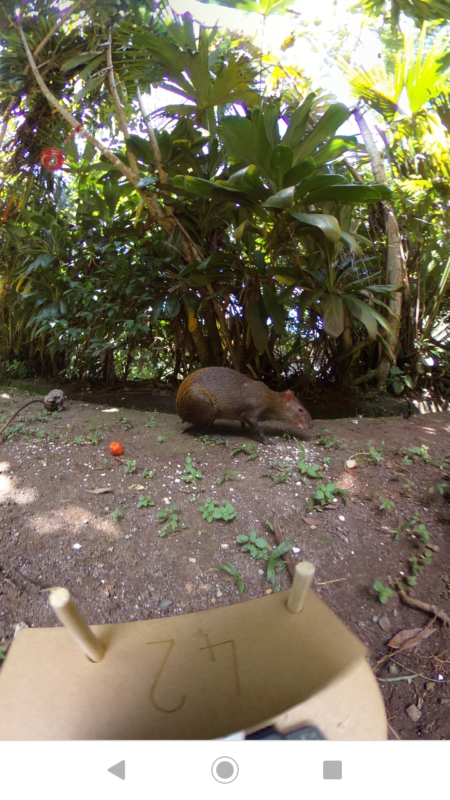 Panatrap – Open Source 360 Camera Traps – Digital Naturalism Laboratories