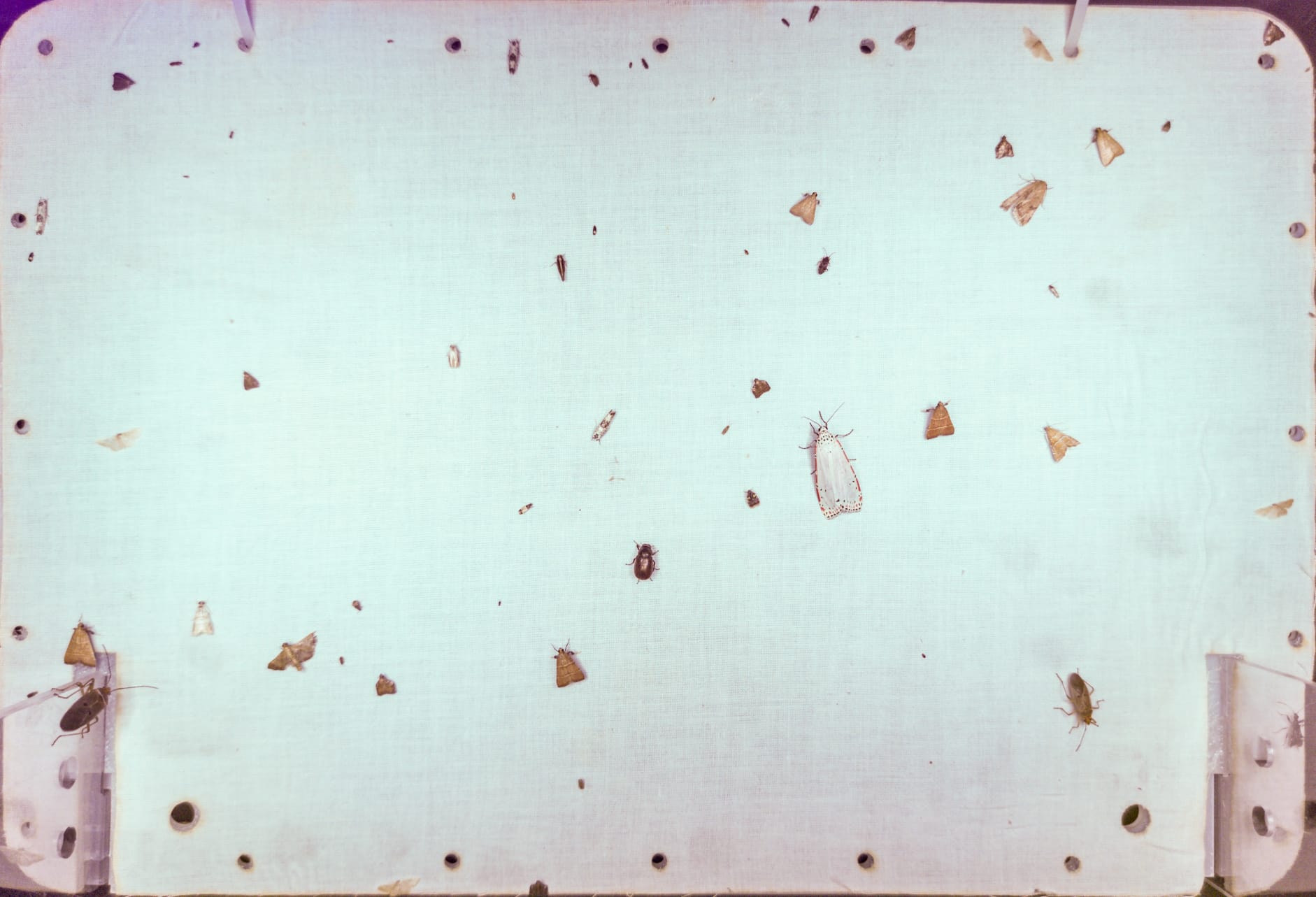 Mothbox – Mothbox – Automated Field Moth Light Camera – Digital ...