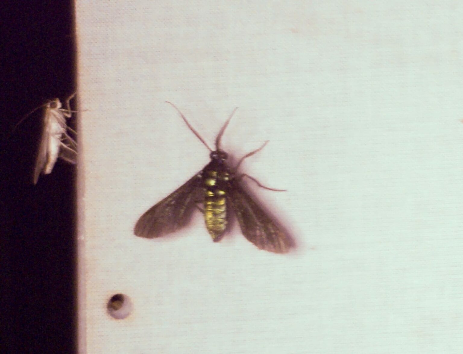 Mothbox – Mothbox – Automated Field Moth Light Camera – Digital ...